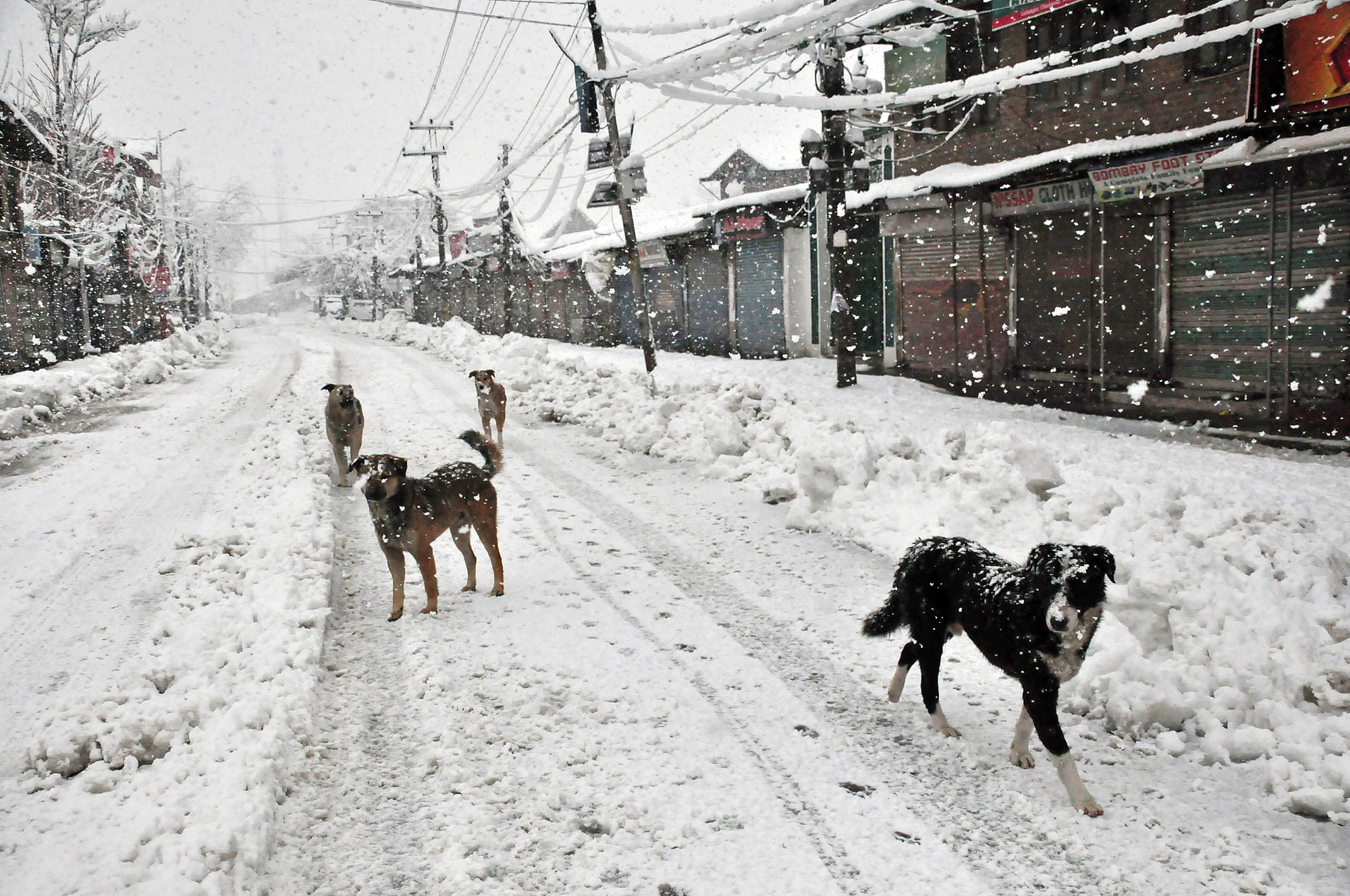 Stray dogs on prowl at Abi Guzar - Greater Kashmir