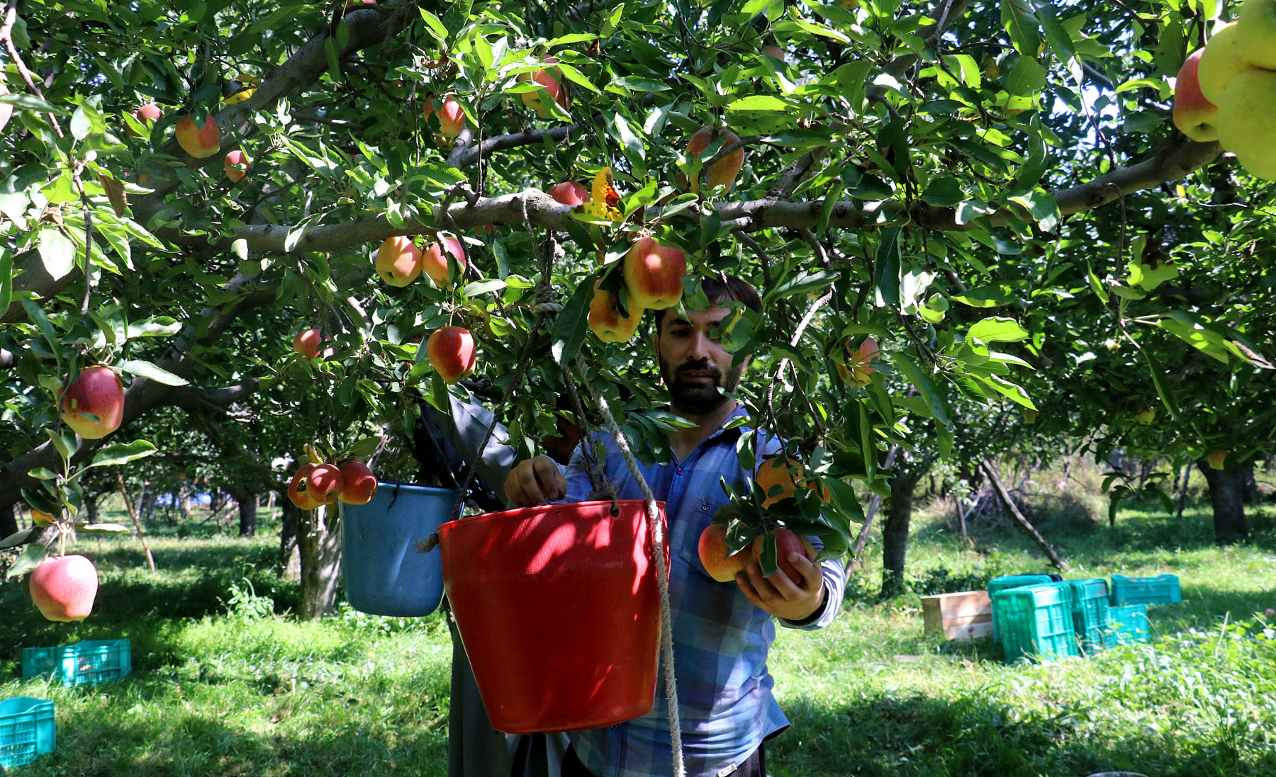Apple orchards in south Kashmir face extensive damage due to pest ...