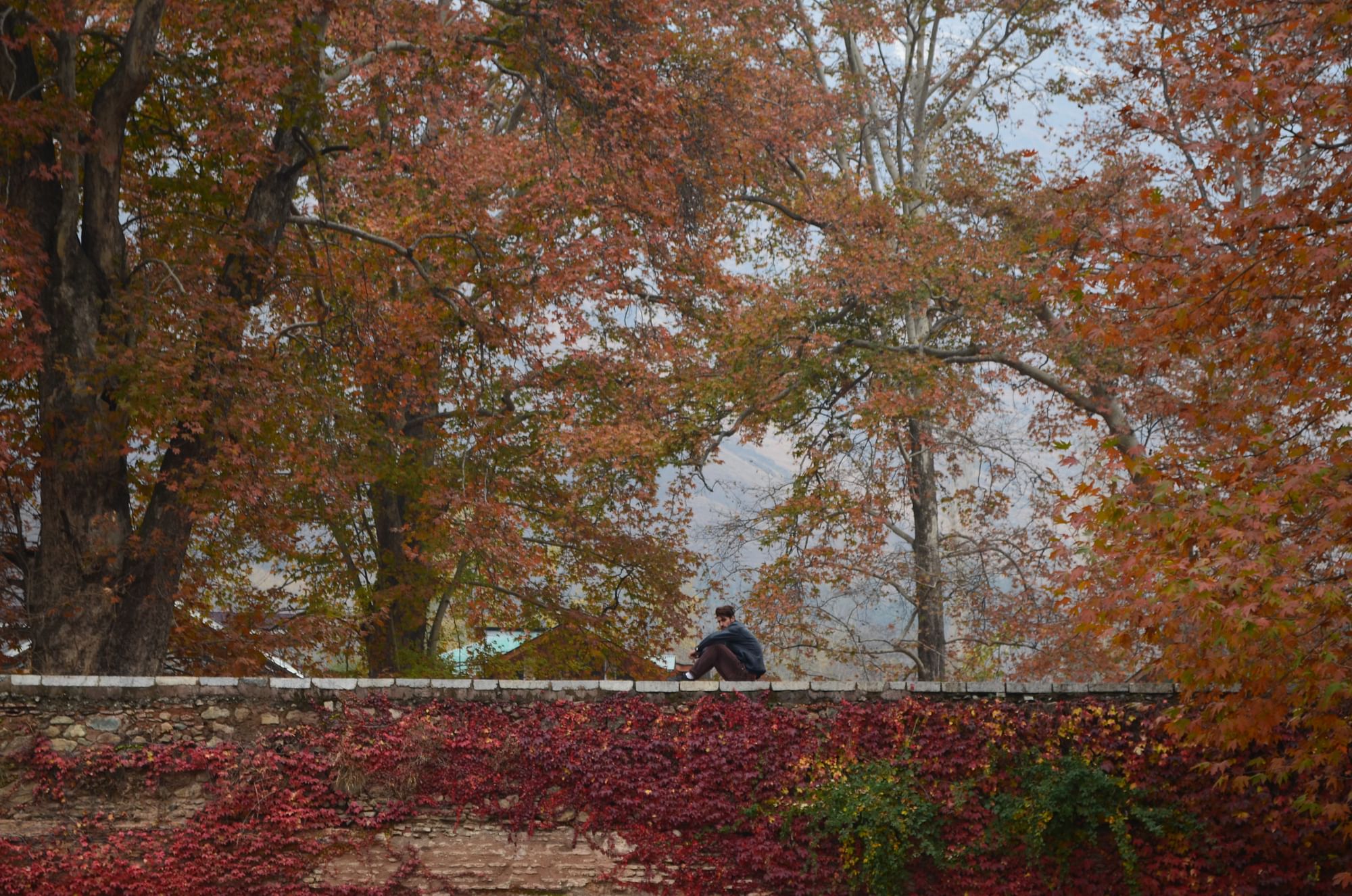 Establishing Chinar Park in Srinagar - Greater Kashmir