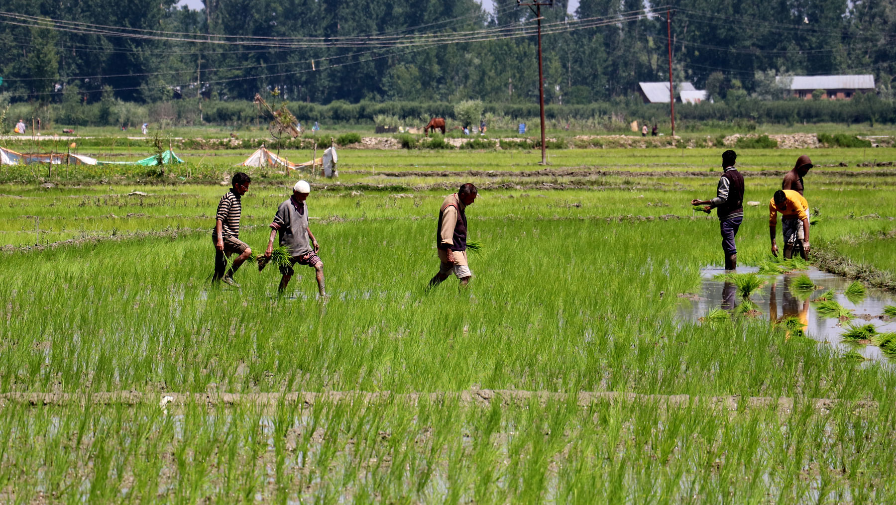 Kashmir fields echo with folk songs as farming season begins - Greater ...