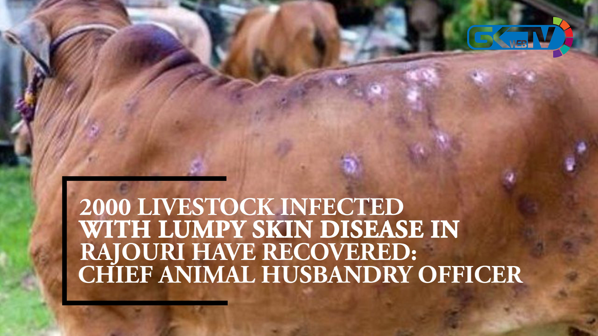 Watch | 2000 livestock infected with Lumpy Skin Disease in Rajouri have ...
