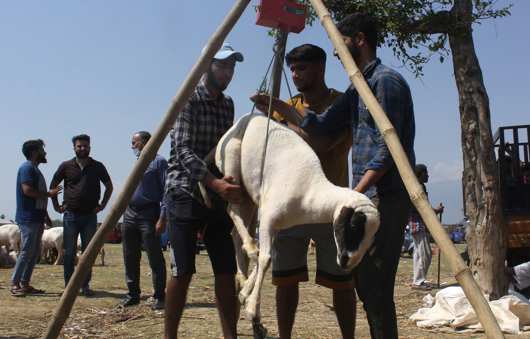 Sale of sacrificial animals: Government rate list goes for a toss