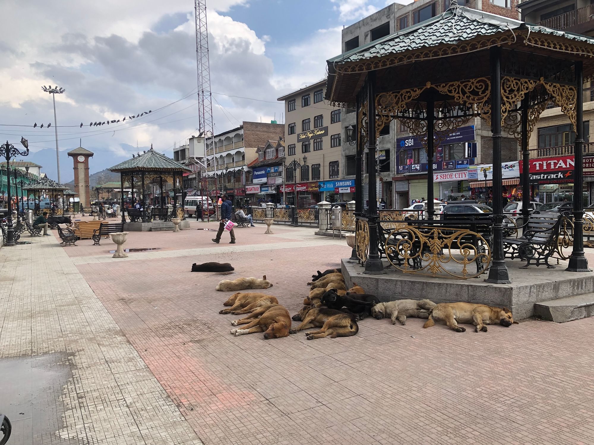 Canine menace: Civic bodies fail to check growing stray dog population ...