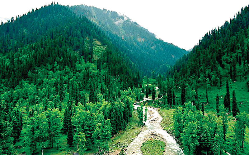 Why deny rights to Forest Dwellers of J&K ? - Greater Kashmir