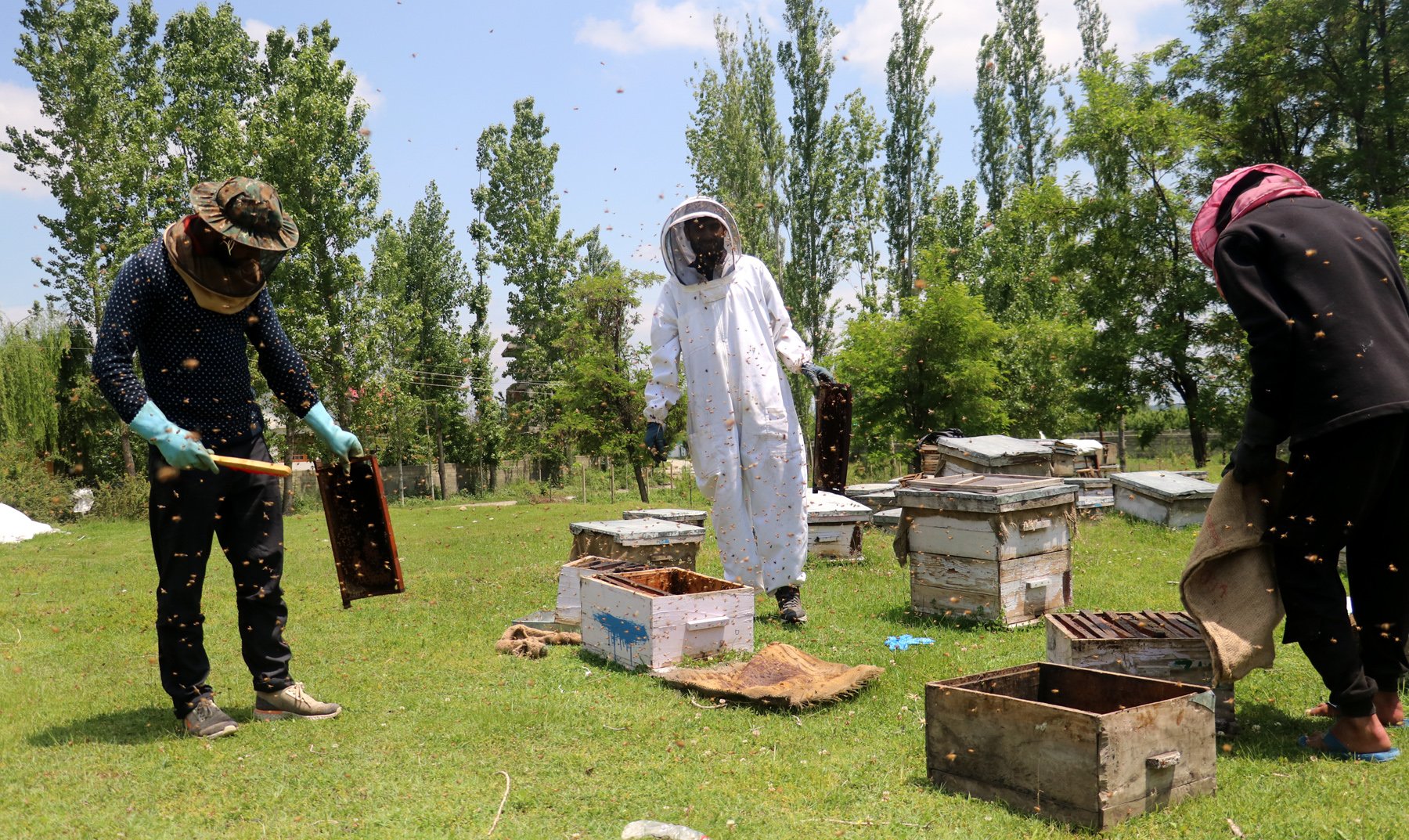 Dabur, SKUAST-K to impart training on beekeeping - Greater Kashmir