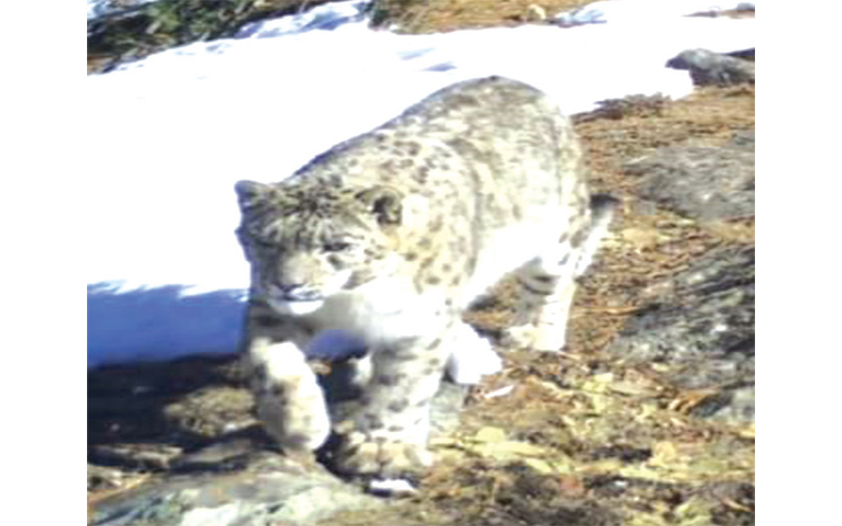 Paws Up | Kishtwar emerges as key habitation for endangered Snow ...