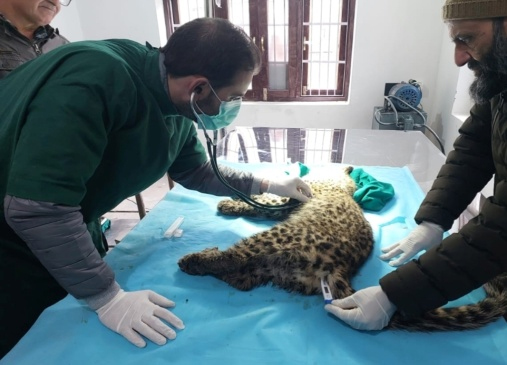 Boosting wild animal health