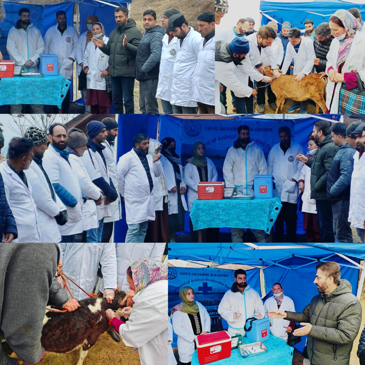 4th round of FMD vaccination launched in Bandipora - Greater Kashmir